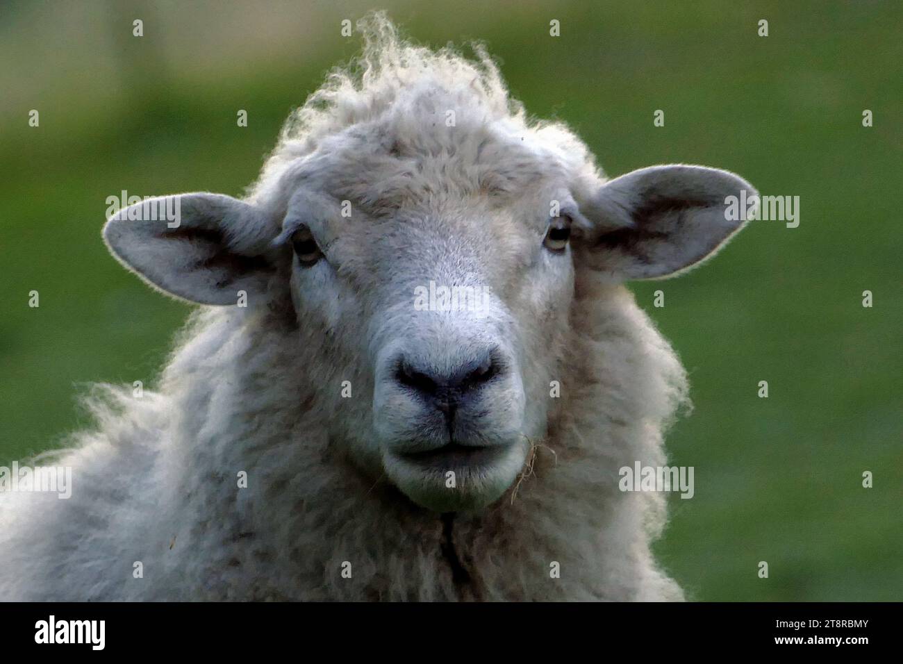 I only have eyes for ewe, Sheep farming has played a huge part in New ...