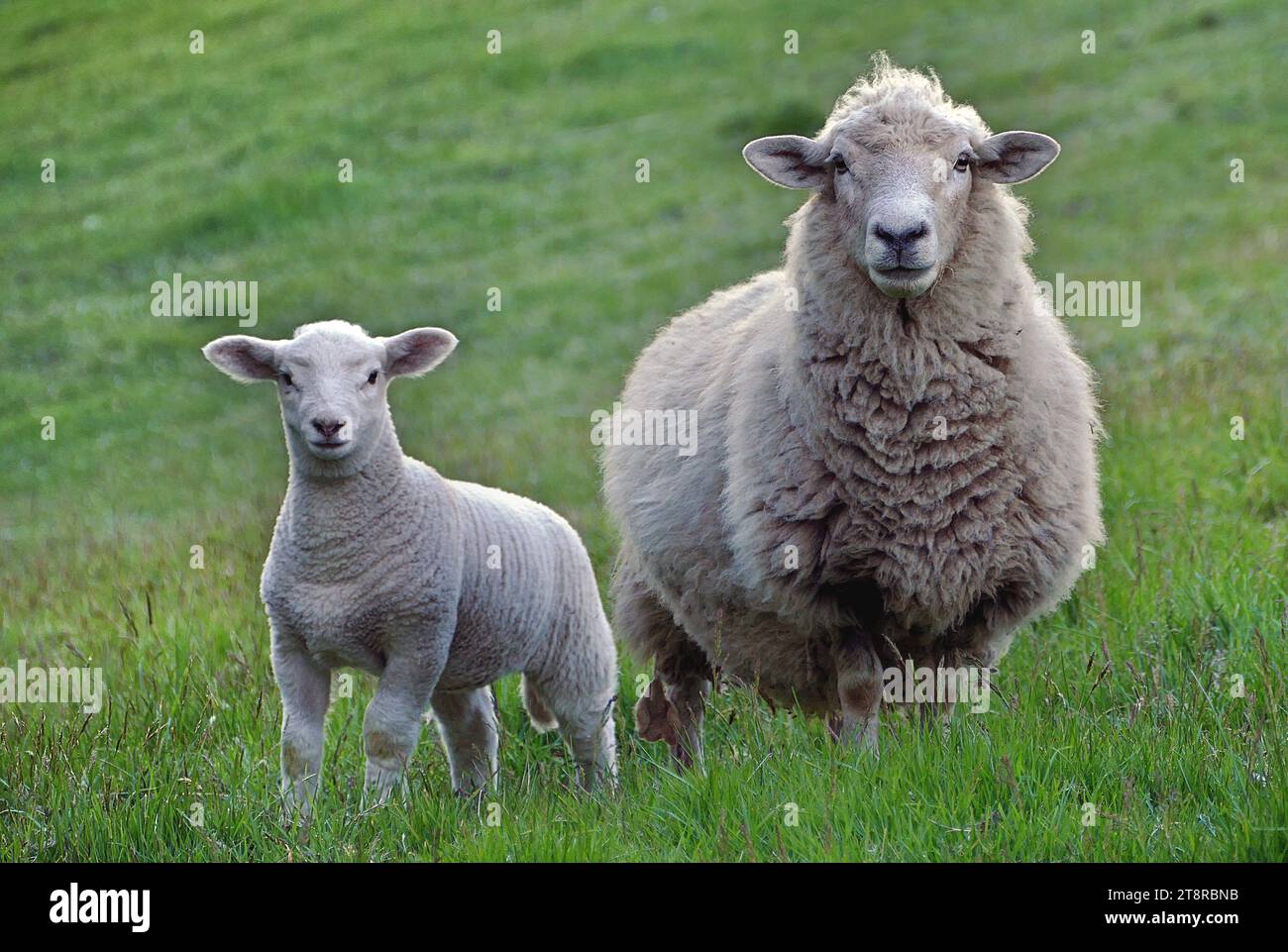 Dont stare..only sheep dogs stare., There are over 1 billion sheep in ...