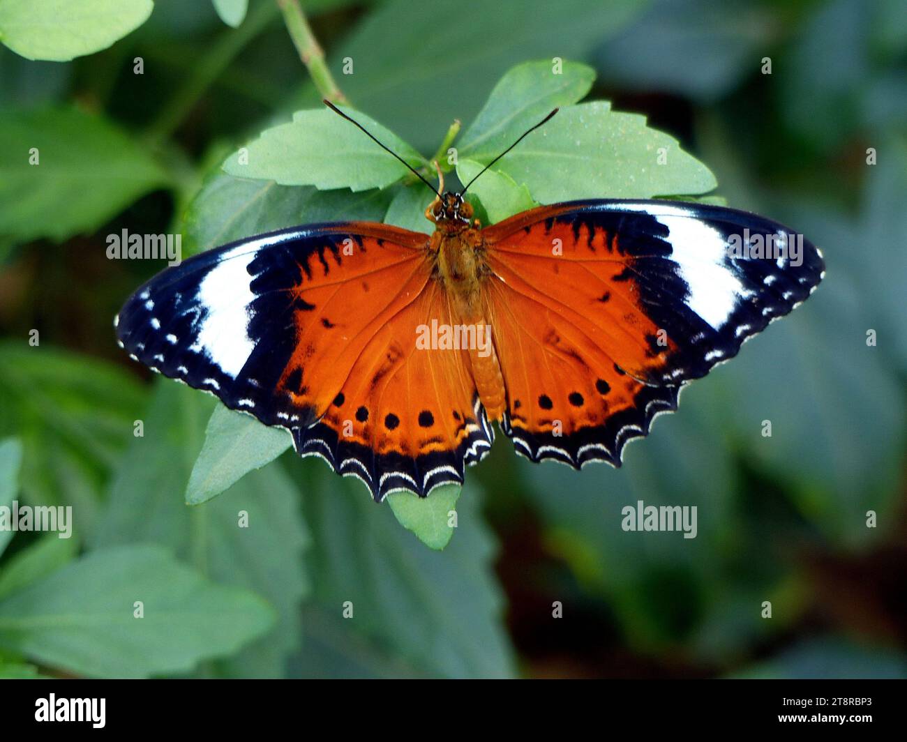 The Leopard Lacewing (Cethosia cyane), The Leopard Lacewing (Cethosia ...