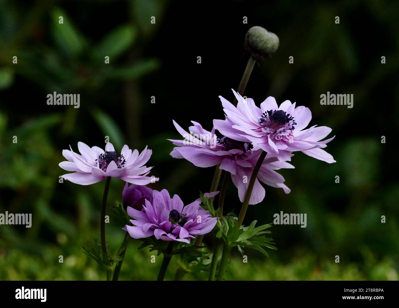 Anemone, Anemone Blue Poppy Bulbs | Purple Single Anemone with Black ...