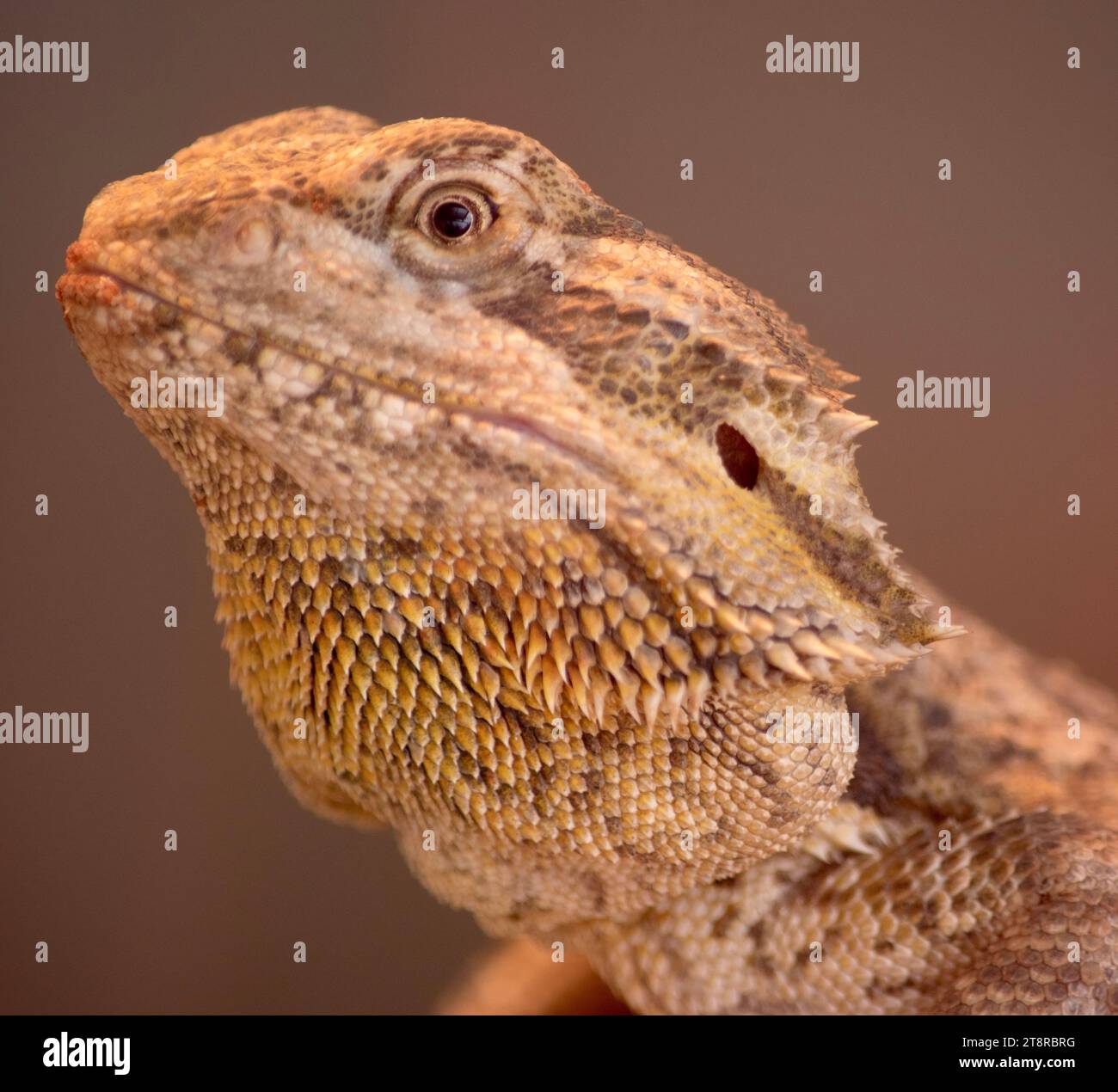 They have a broad, triangular head, round bodies, stout legs, and ...