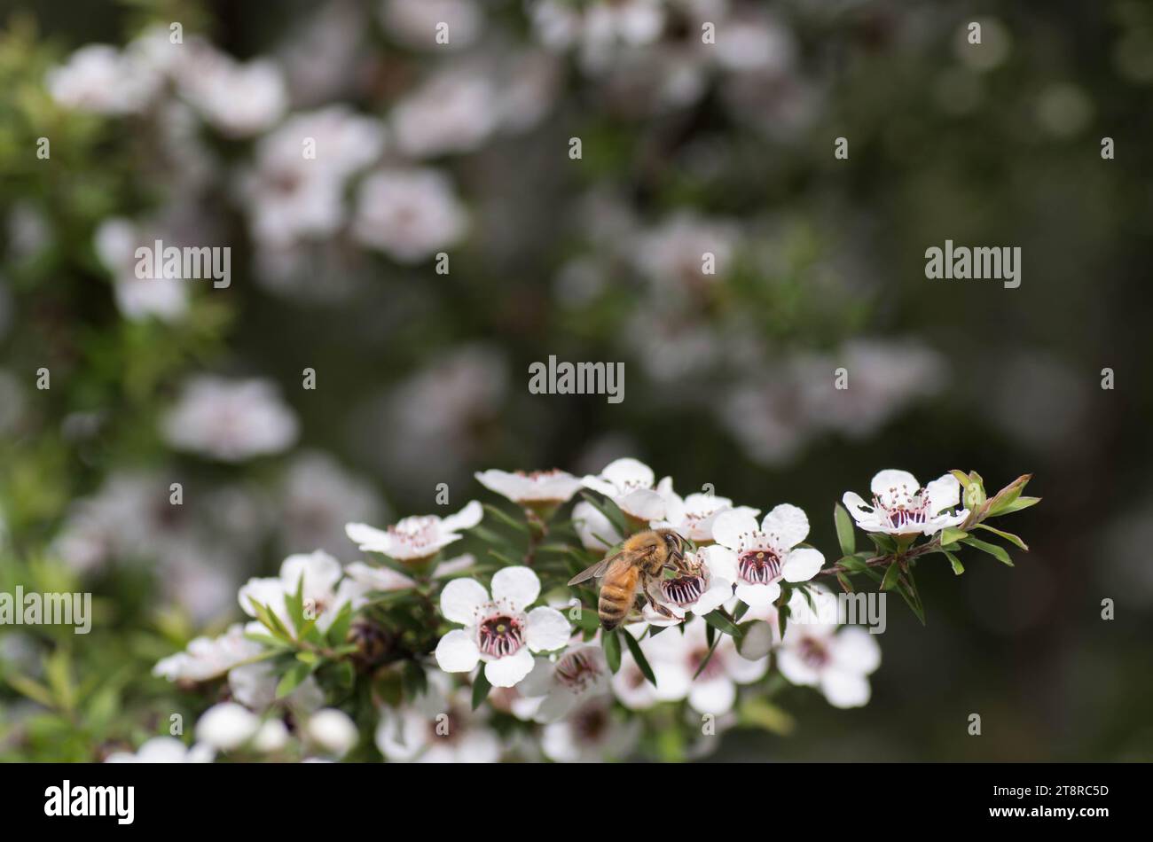 honey bee on white manuka flower with medicinal properties Stock Photo ...