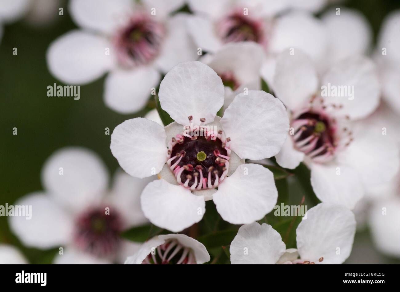 Manuka flower with copy space Stock Photo - Alamy