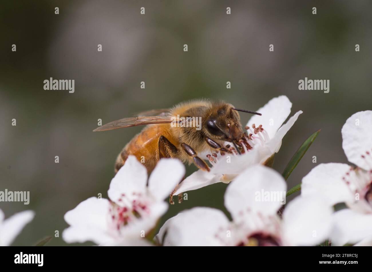 honey bee on white manuka flower with medicinal properties Stock Photo ...