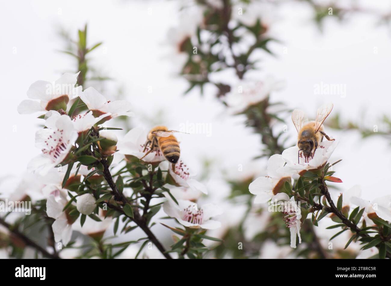 honey bee on white manuka flower with medicinal properties Stock Photo ...