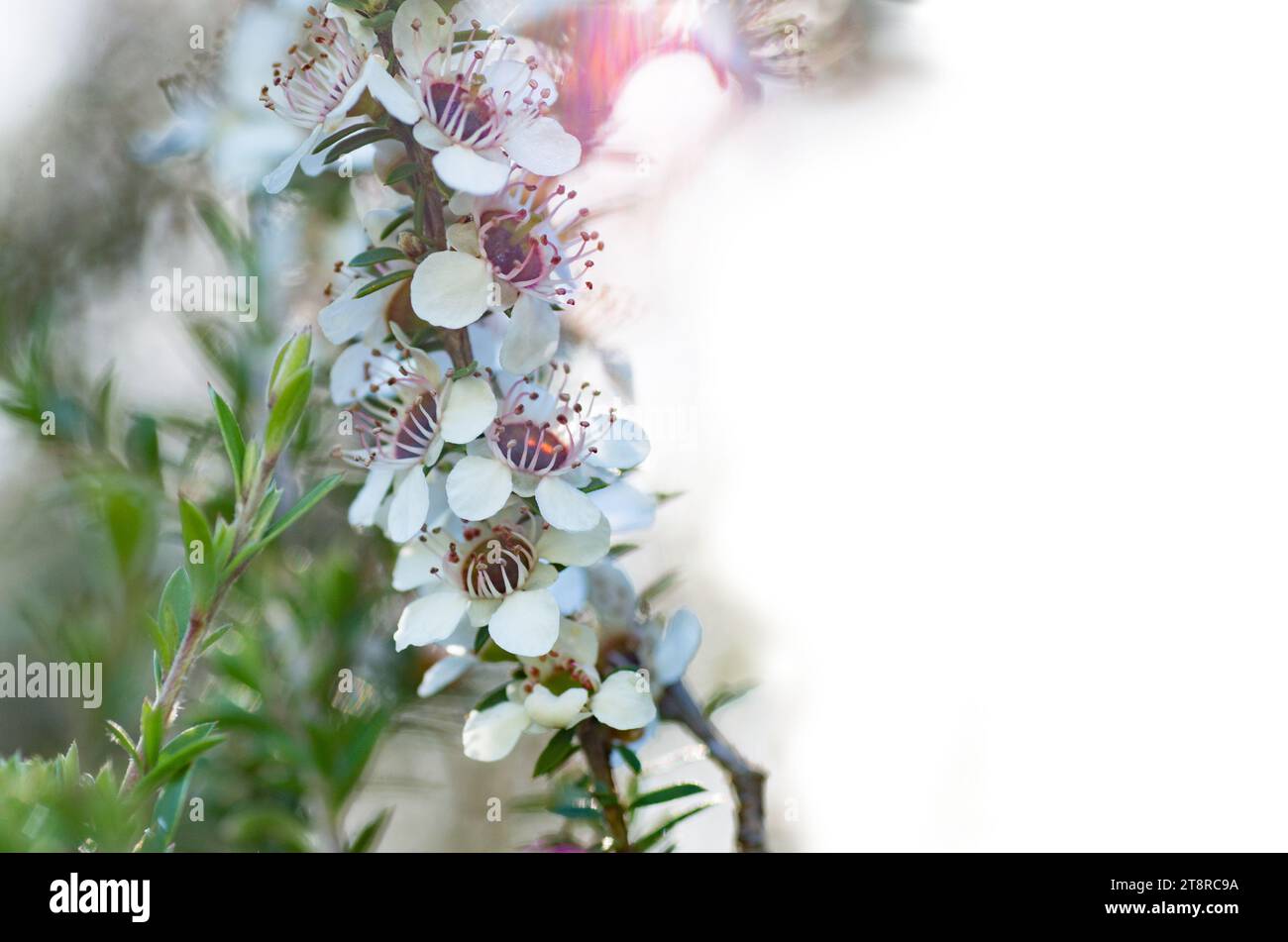 Manuka flower with copy space Stock Photo - Alamy