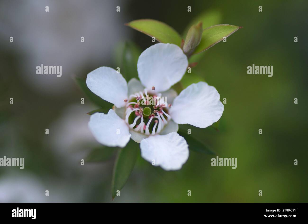 Manuka flower hi-res stock photography and images - Alamy