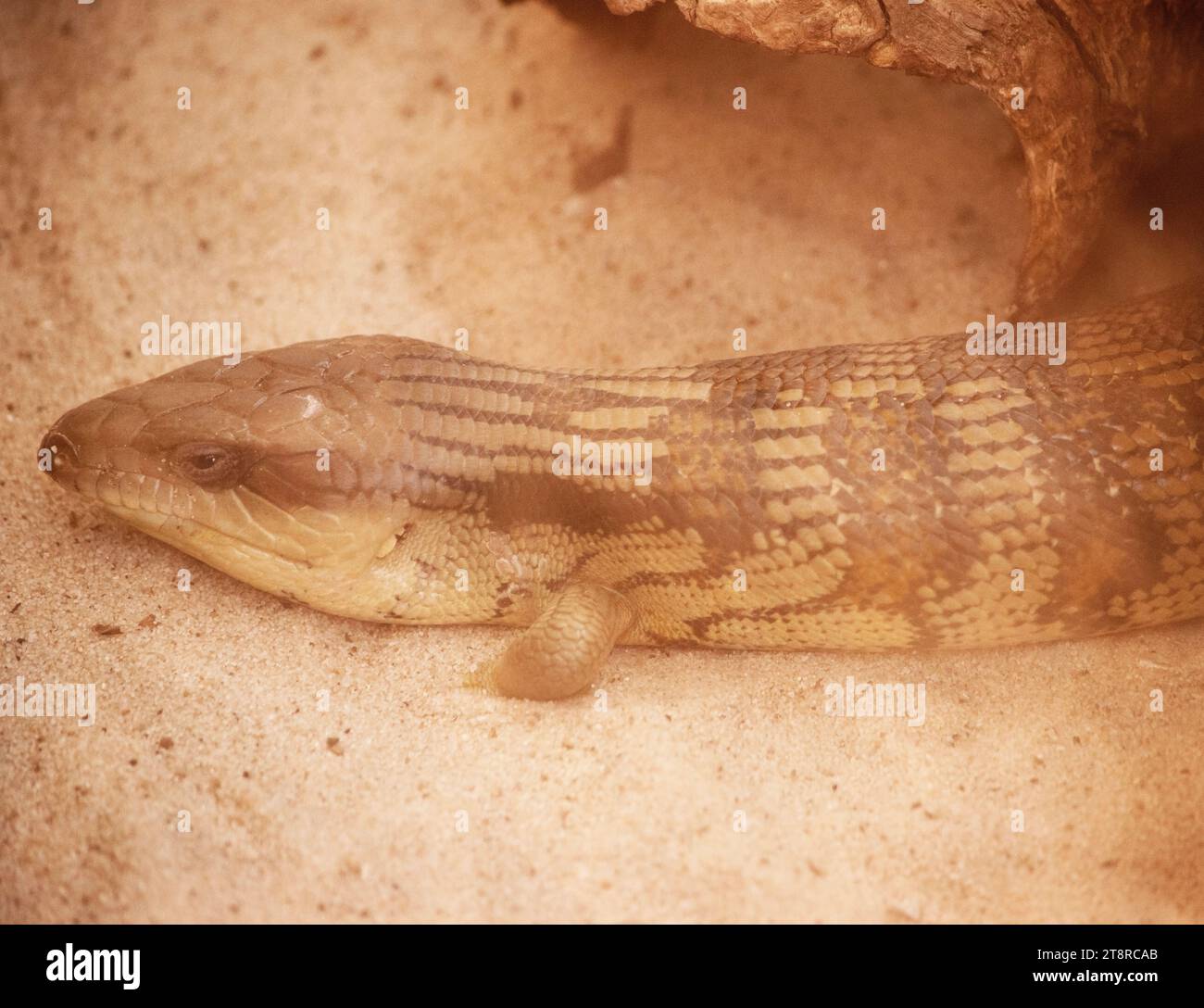 Dark underbelly hi-res stock photography and images - Alamy
