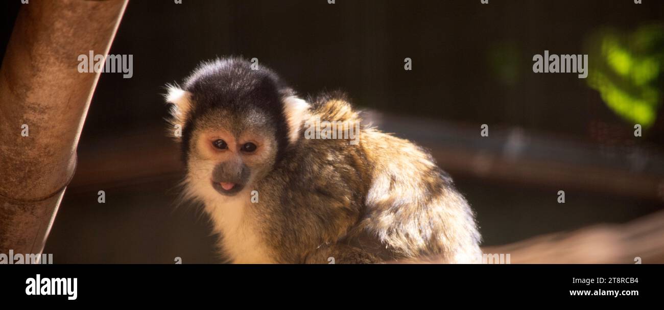 Thin Monkey Adult Male Sooty Mangabey Using Its Incisors To Remove The