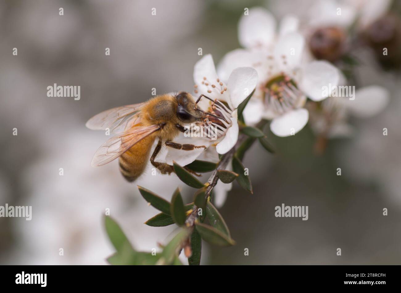 honey bee on white manuka flower with medicinal properties Stock Photo ...