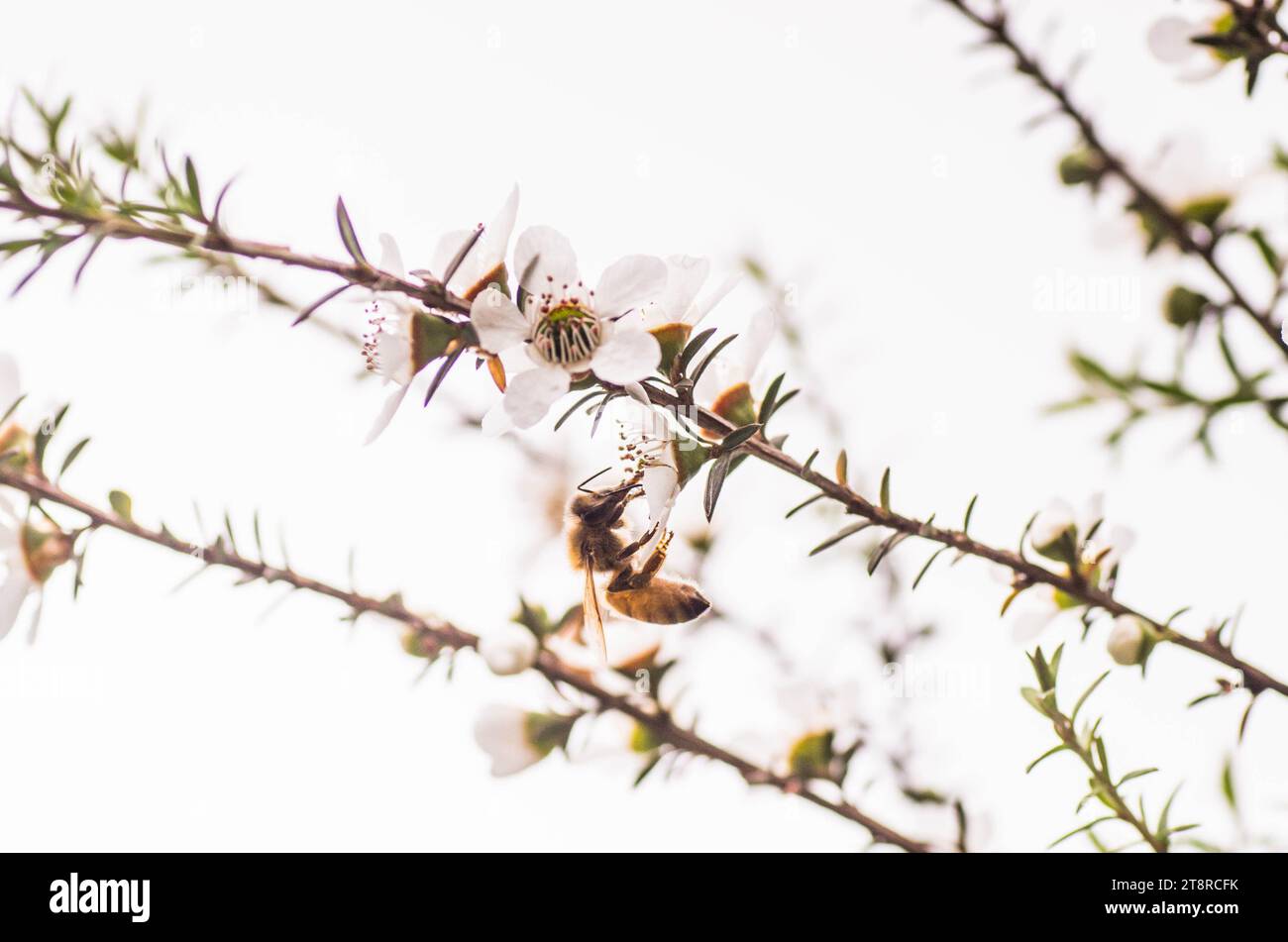 honey bee on white manuka flower with medicinal properties Stock Photo ...