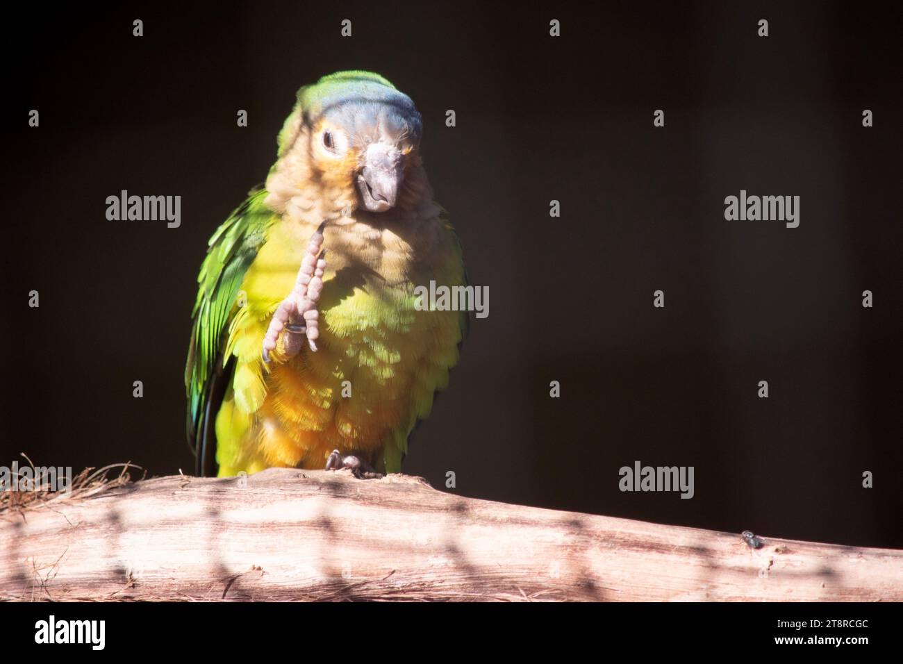 The brown throated conure plumage is green. The forehead, sides of head ...