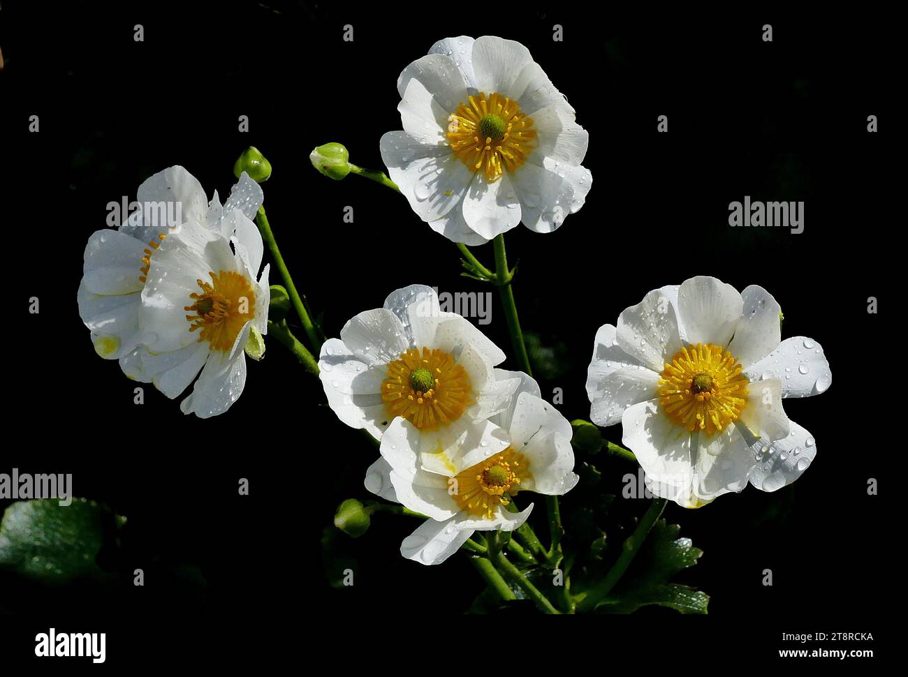 The Mount Cook lily (Ranunculus lyallii), The Mount Cook lily ...