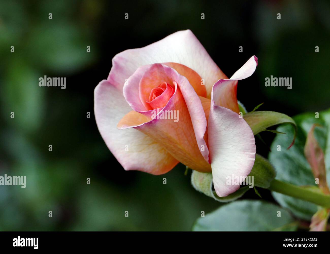 Nelson Girls. Rose, Hybrid Tea. (Chewalma). An outstanding variety ...