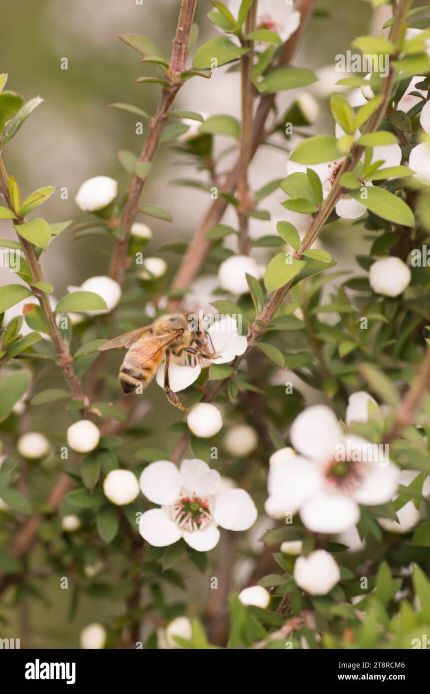 honey bee on white manuka flower with medicinal properties Stock Photo ...