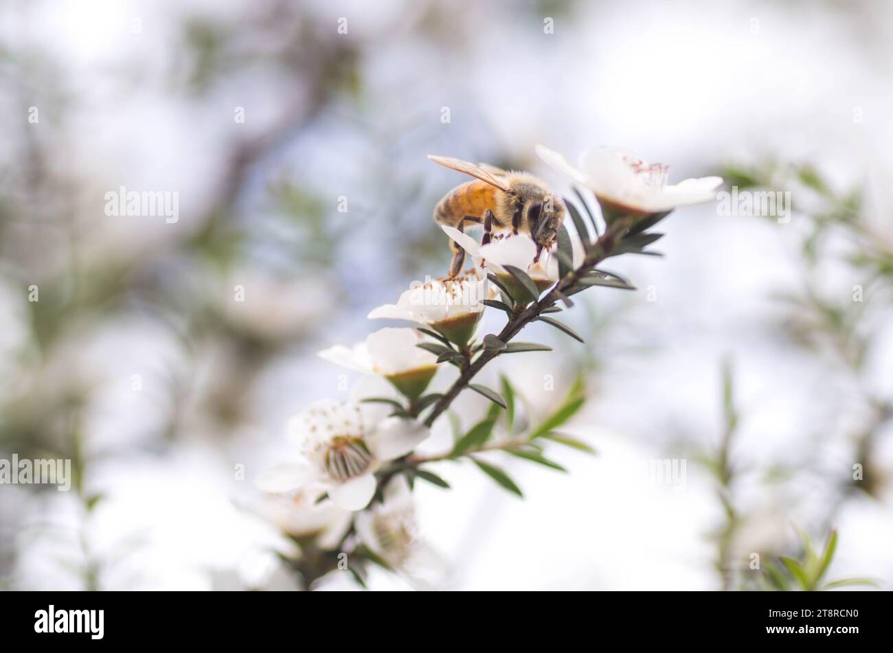 honey bee on white manuka flower with medicinal properties Stock Photo ...