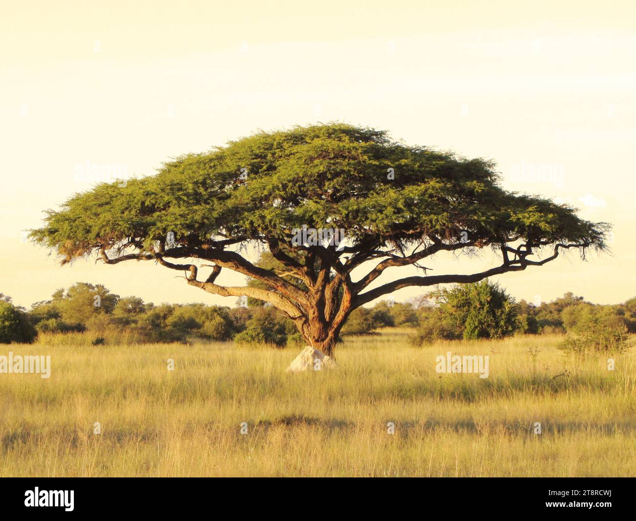 African plain hi-res stock photography and images - Alamy
