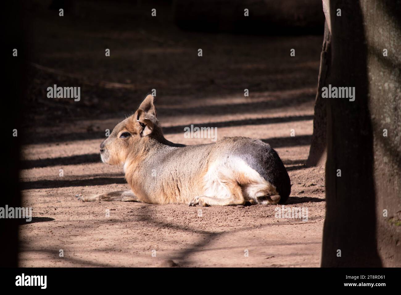 Large rodent hi-res stock photography and images - Alamy