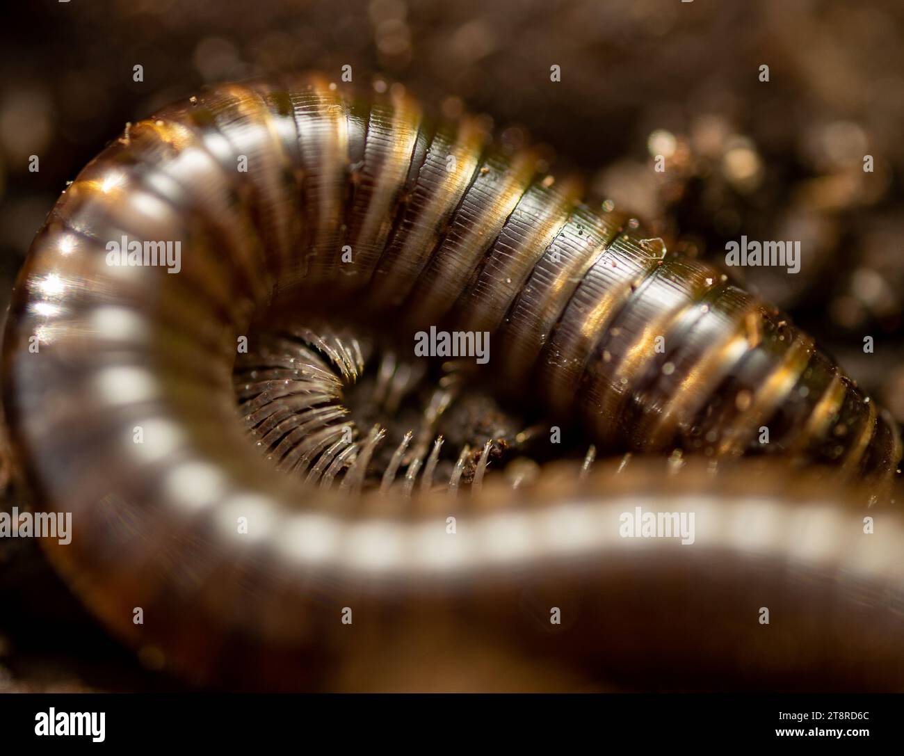 A macro shot of a centipede, focusing on the creature's segmented body ...