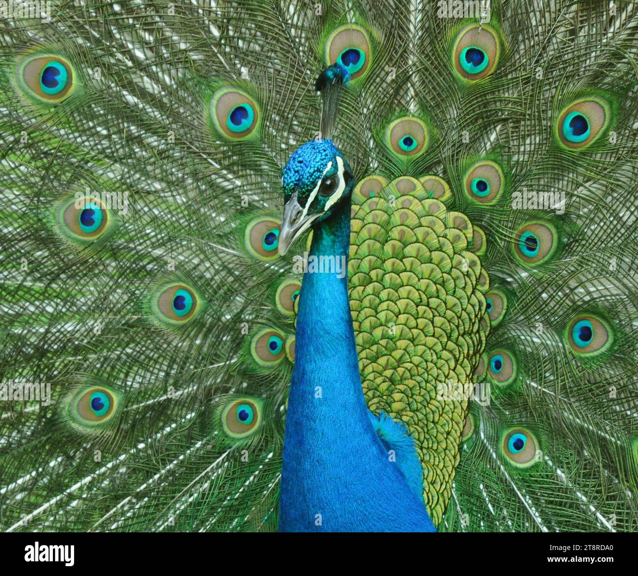 Peacock with tail facing up facing left of shot Stock Photo - Alamy