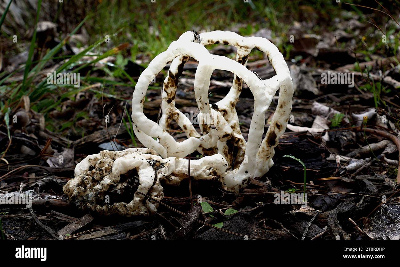 Basket Fungi. (Ileodictyon cibarium), Ileodictyon cibarium is a ...