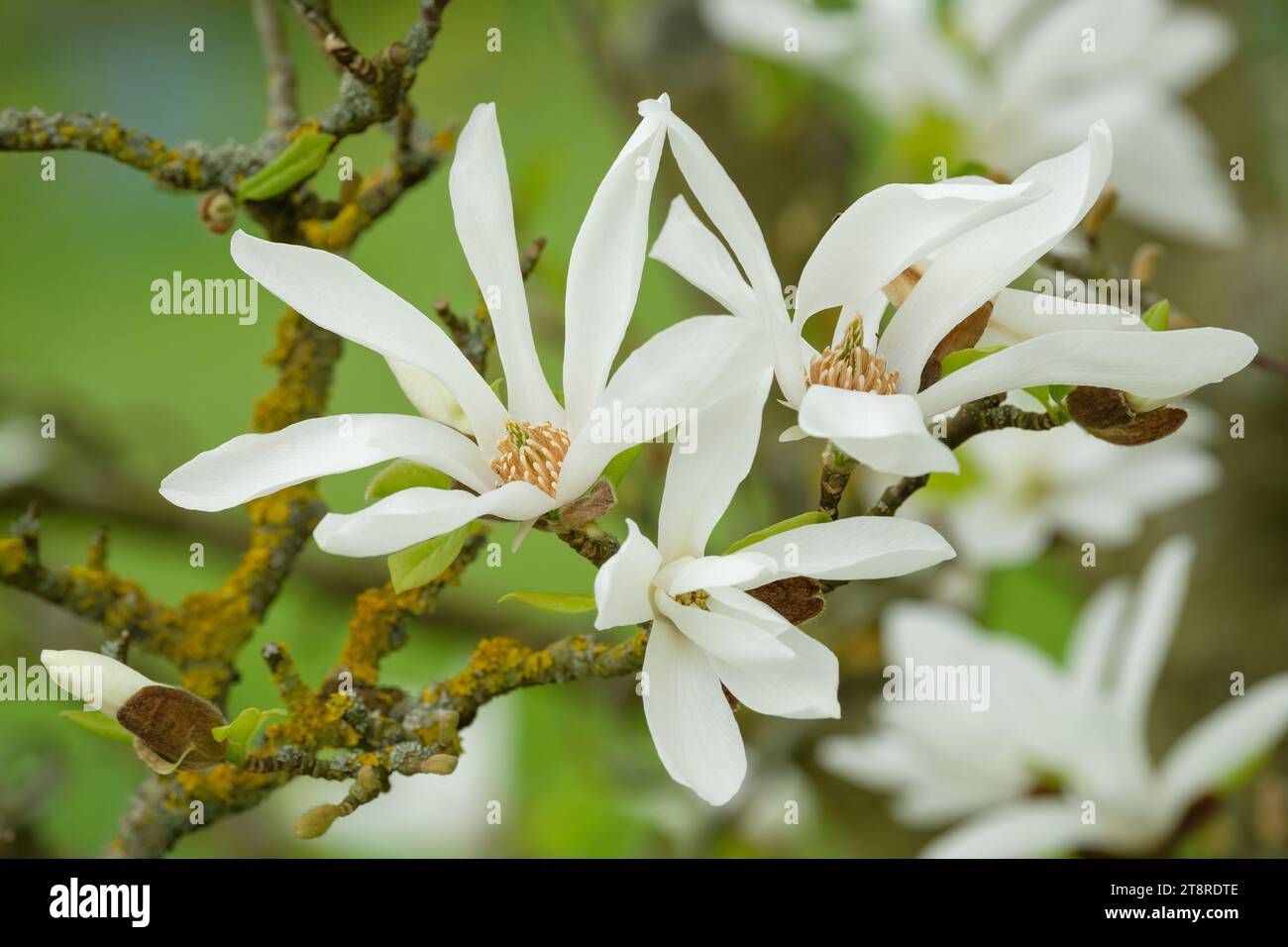 Magnolia kobus, northern Japanese magnolia, Magnolia kobus borealis ...