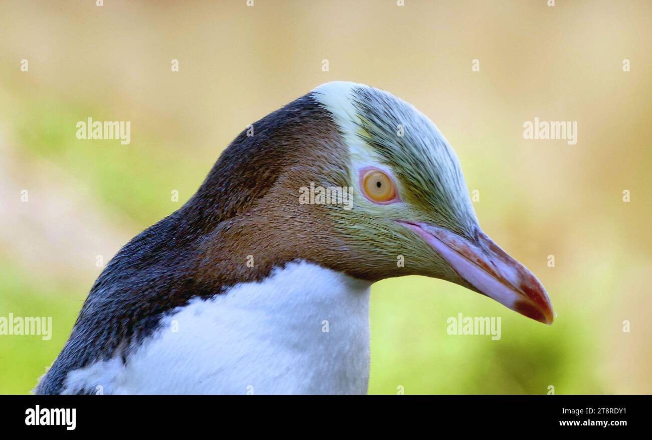 The yellow-eyed penguin. NZ, The yellow-eyed penguin is one of the few ...