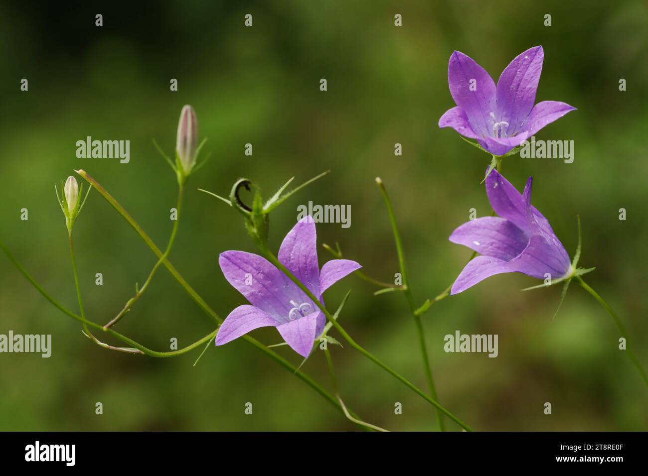 Spreading bellflower (Campanula patula) bloom in meadows Stock Photo ...