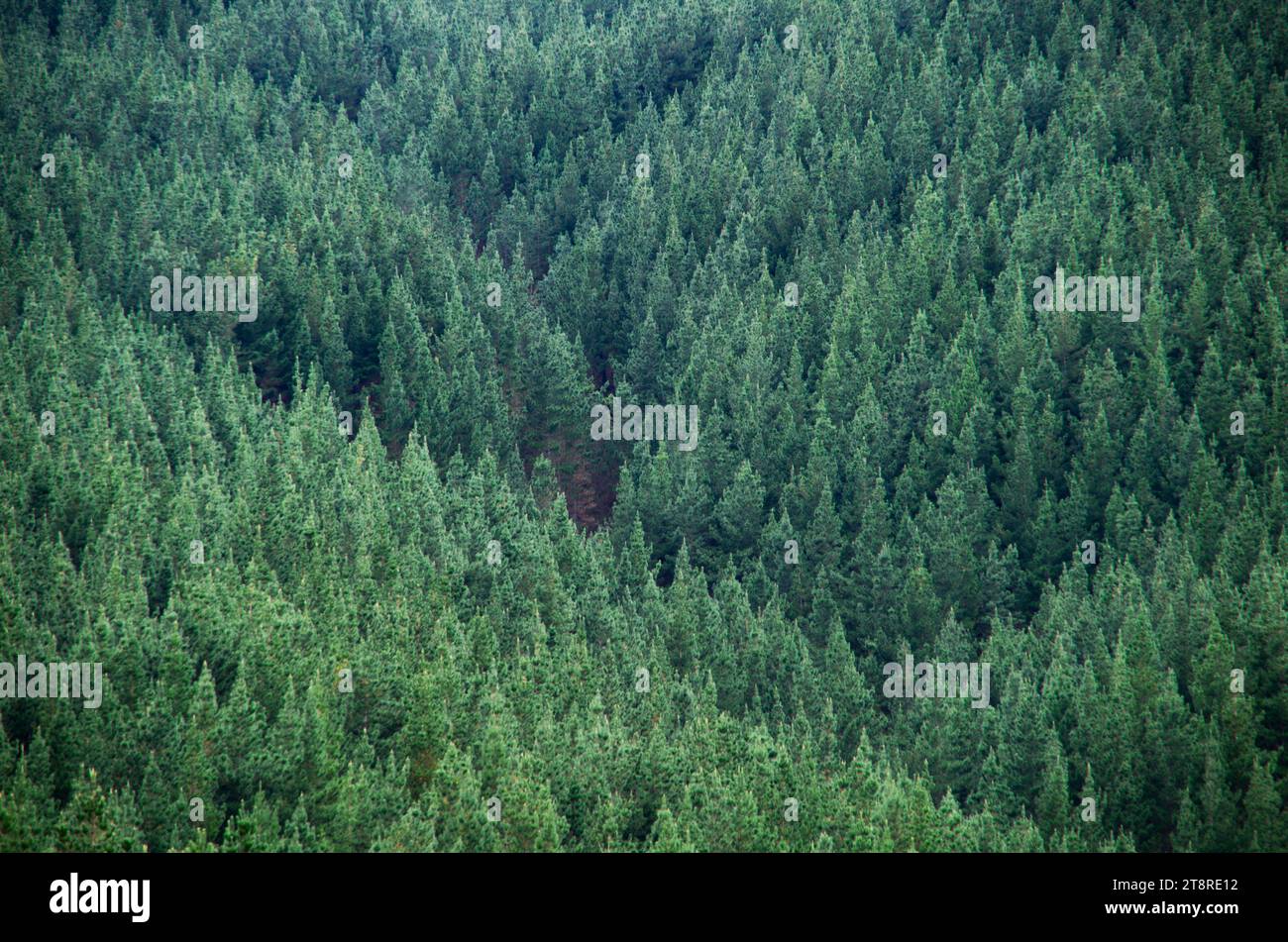 Radiata pine new zealand hi-res stock photography and images - Alamy