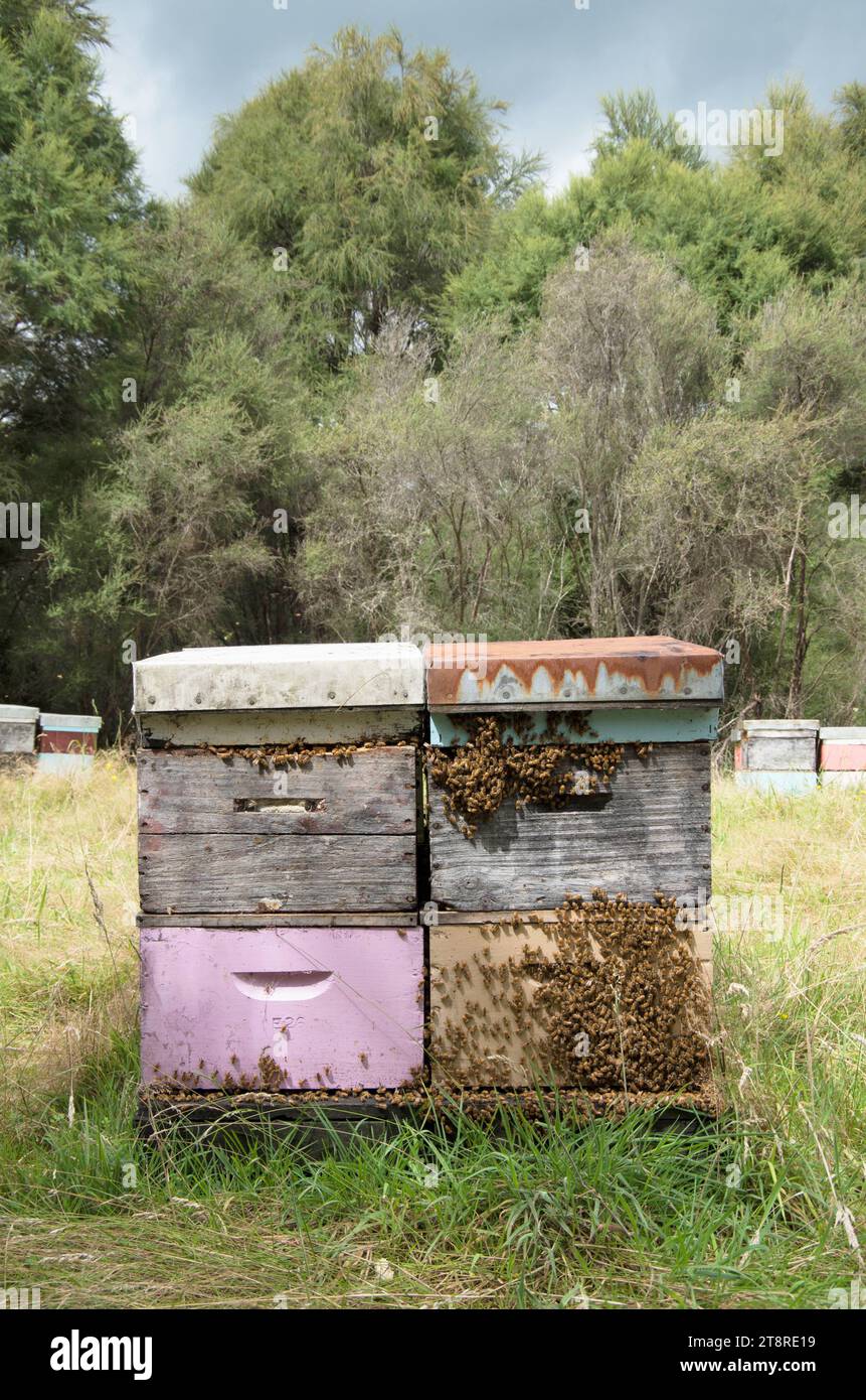 Bee hives with honey bees and manuka in the background Stock Photo - Alamy