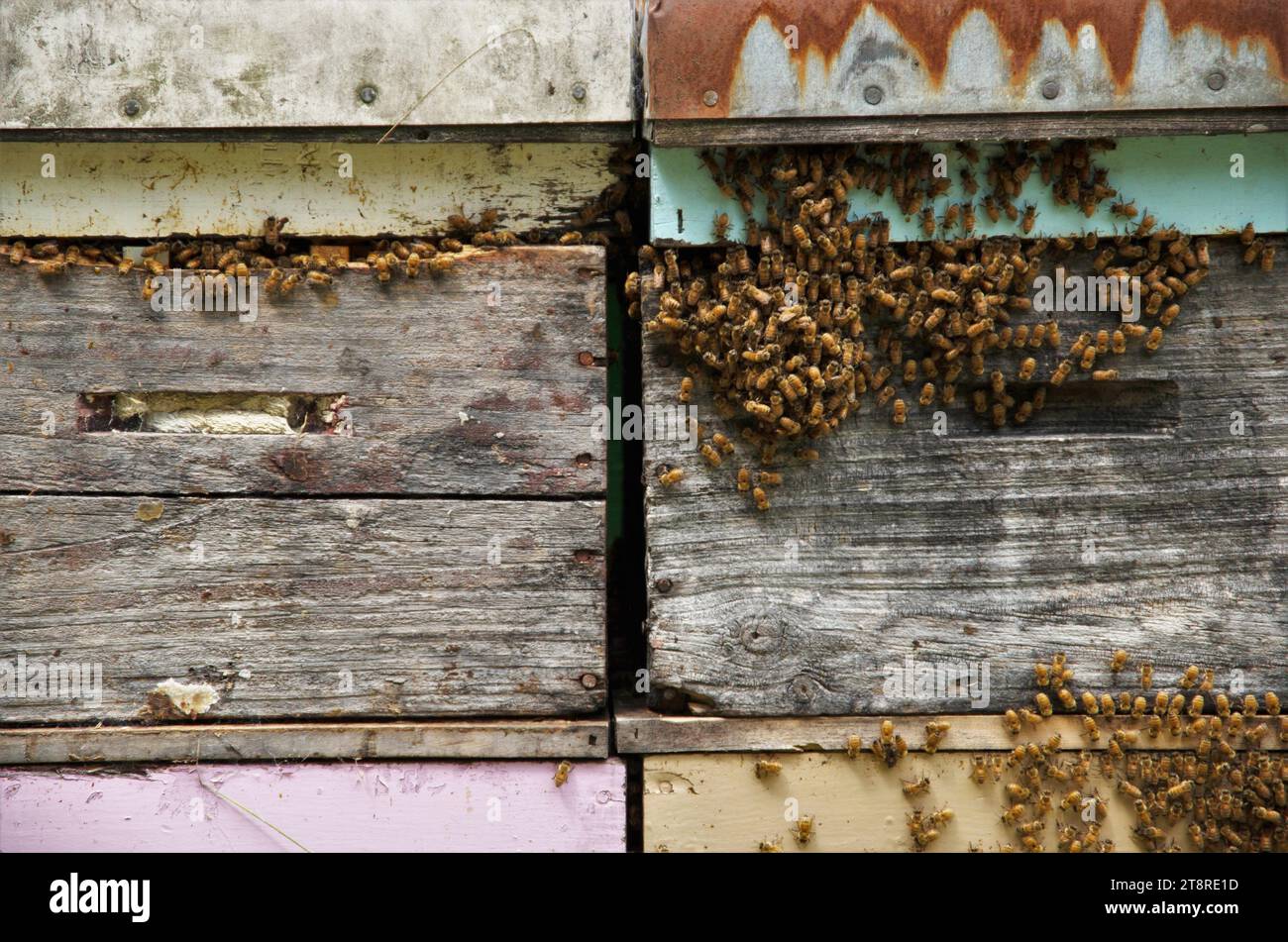 Sweet honey in character hi-res stock photography and images - Alamy
