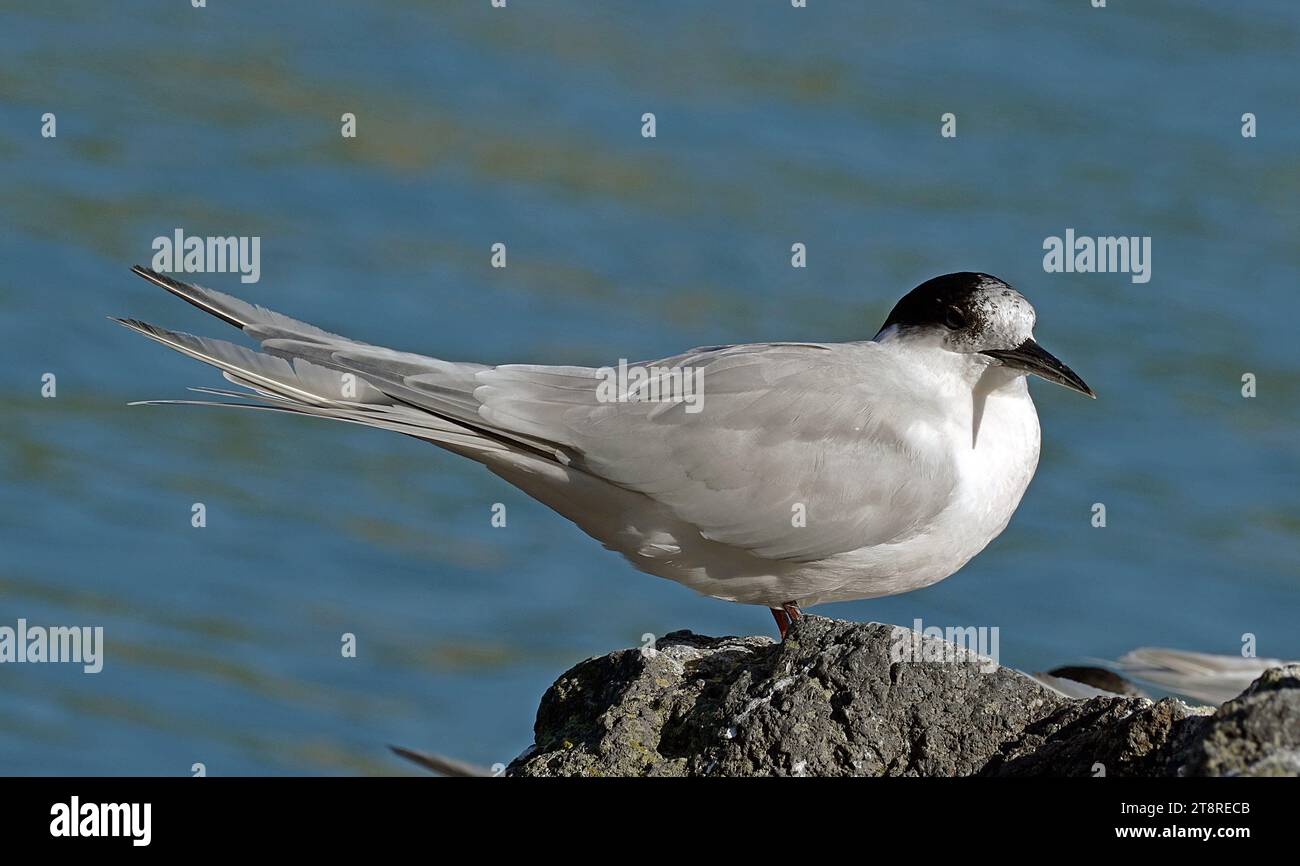 White-fronted tern (Sterna striata), The white-fronted tern (Sterna ...