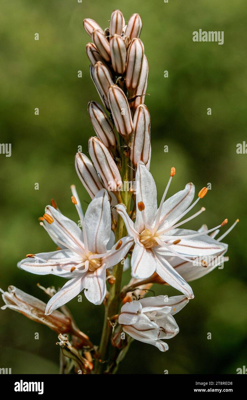 Asphodelus sp hi-res stock photography and images - Alamy
