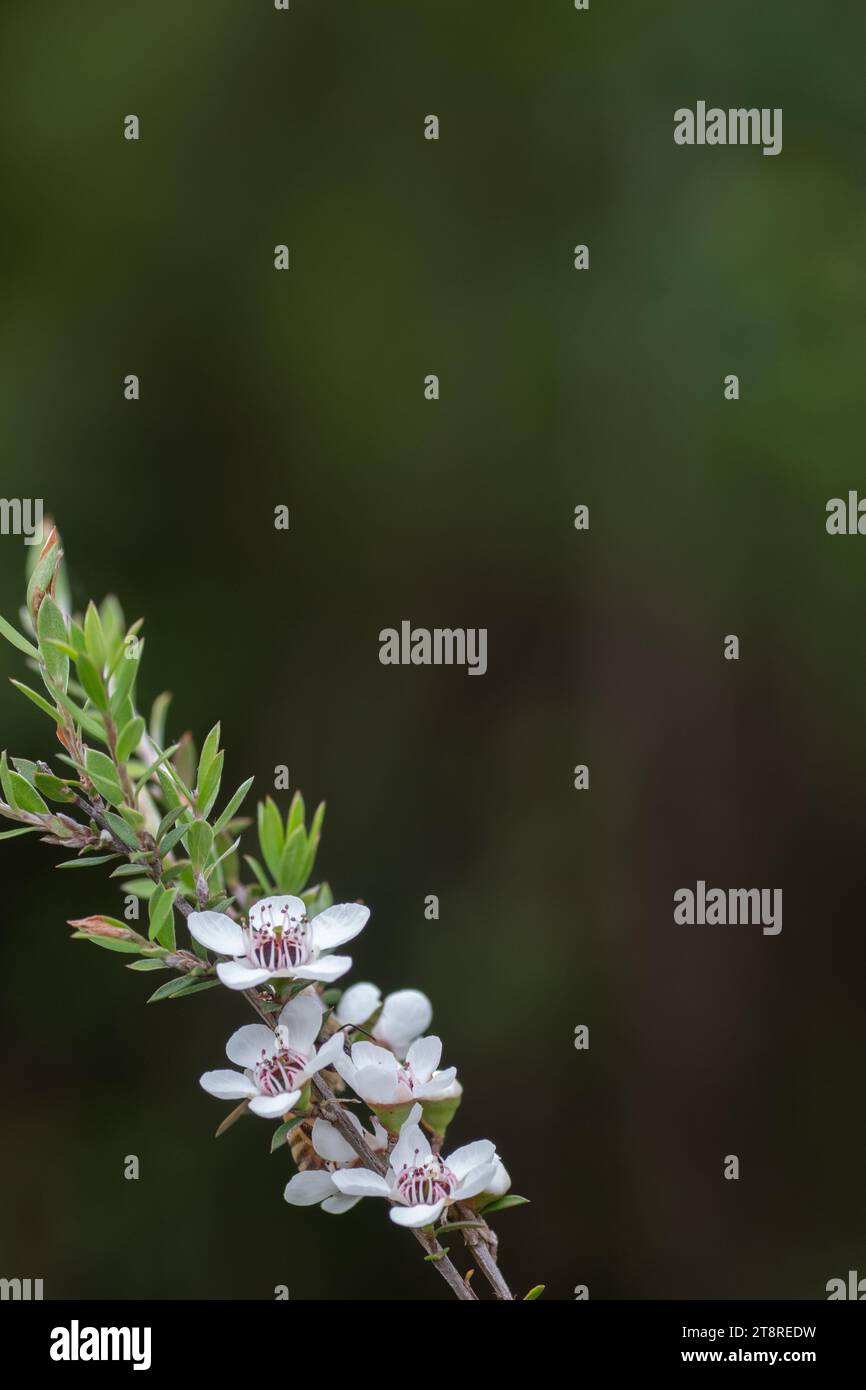Manuka flower at bottom of photo with large copy space above Stock ...