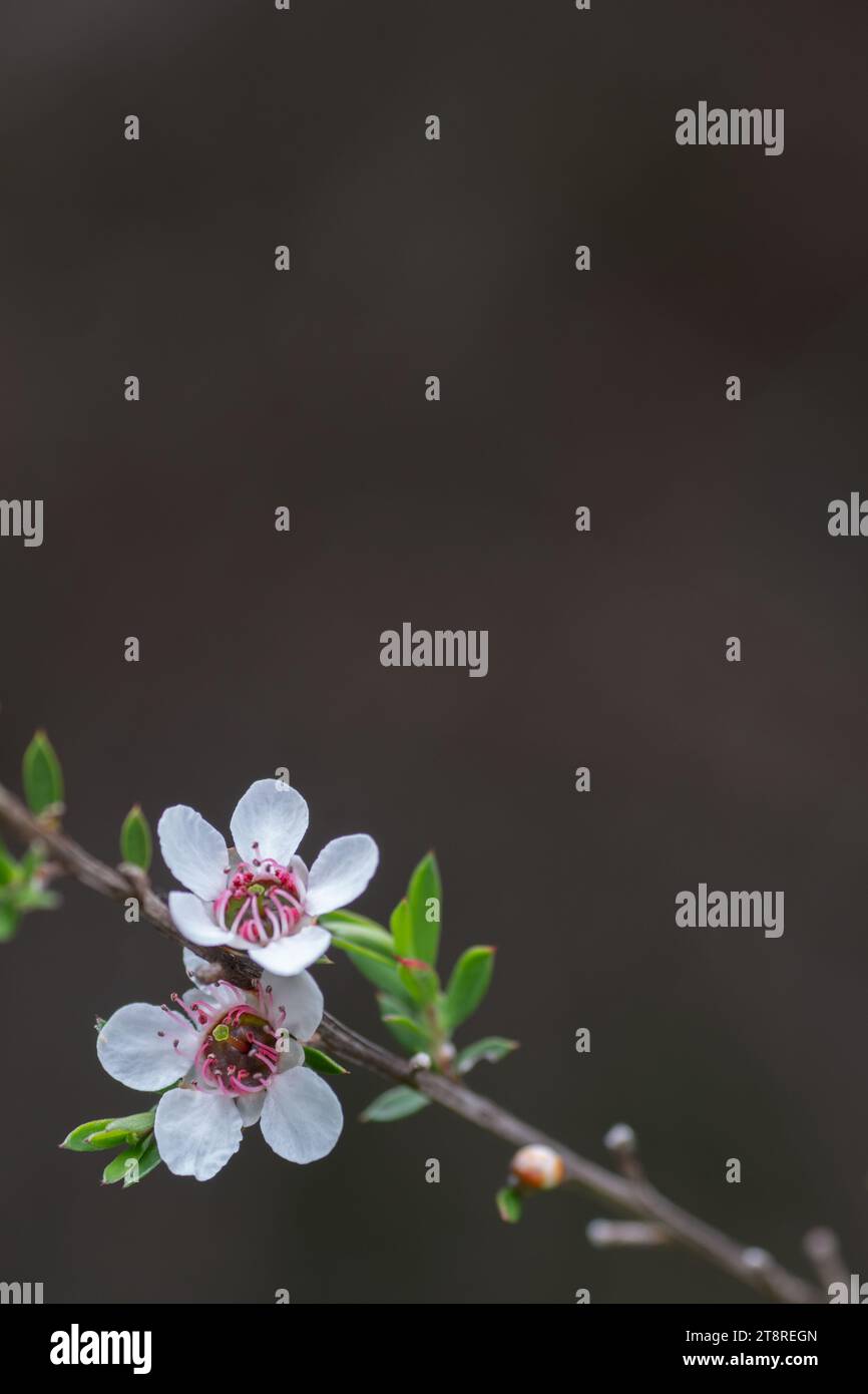 Manuka flower at bottom of photo with large copy space above Stock ...