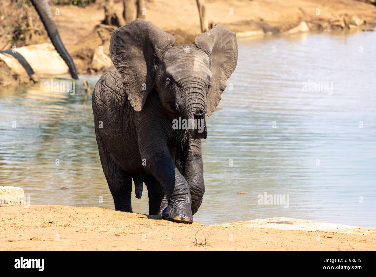 Bull elephants kruger np hi-res stock photography and images - Alamy