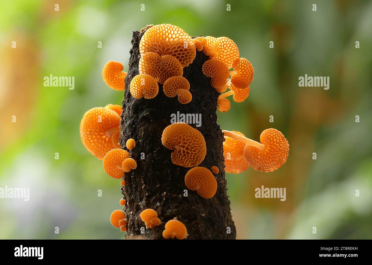 Favolaschia calocera.(orange pore fungus,), Favolaschia calocera ...
