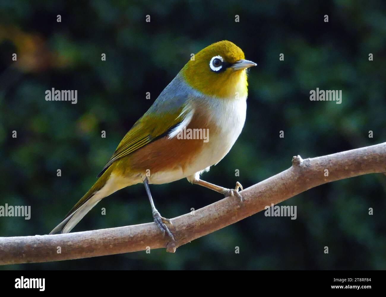 Silver eye. NZ, Silvereye (Zosterops lateralis) were self introduced in ...