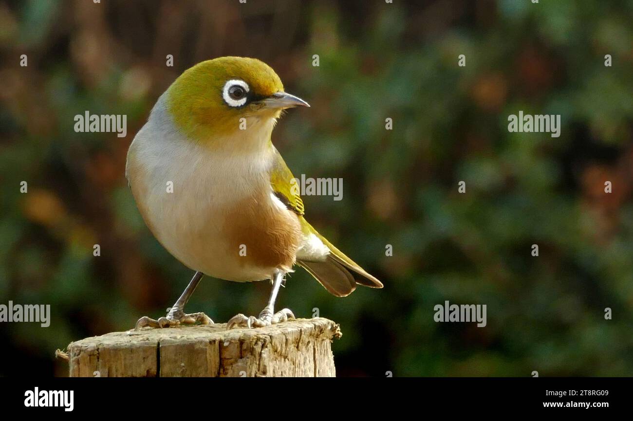 Wax or Silver eye.(Zosterops lateralis), The silvereye or wax-eye ...