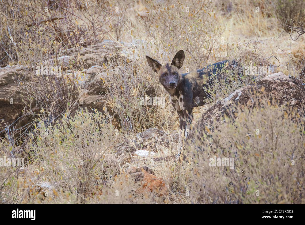 Animals in the wild - Wild Dog (Lycaon pictus) in Samburu National ...