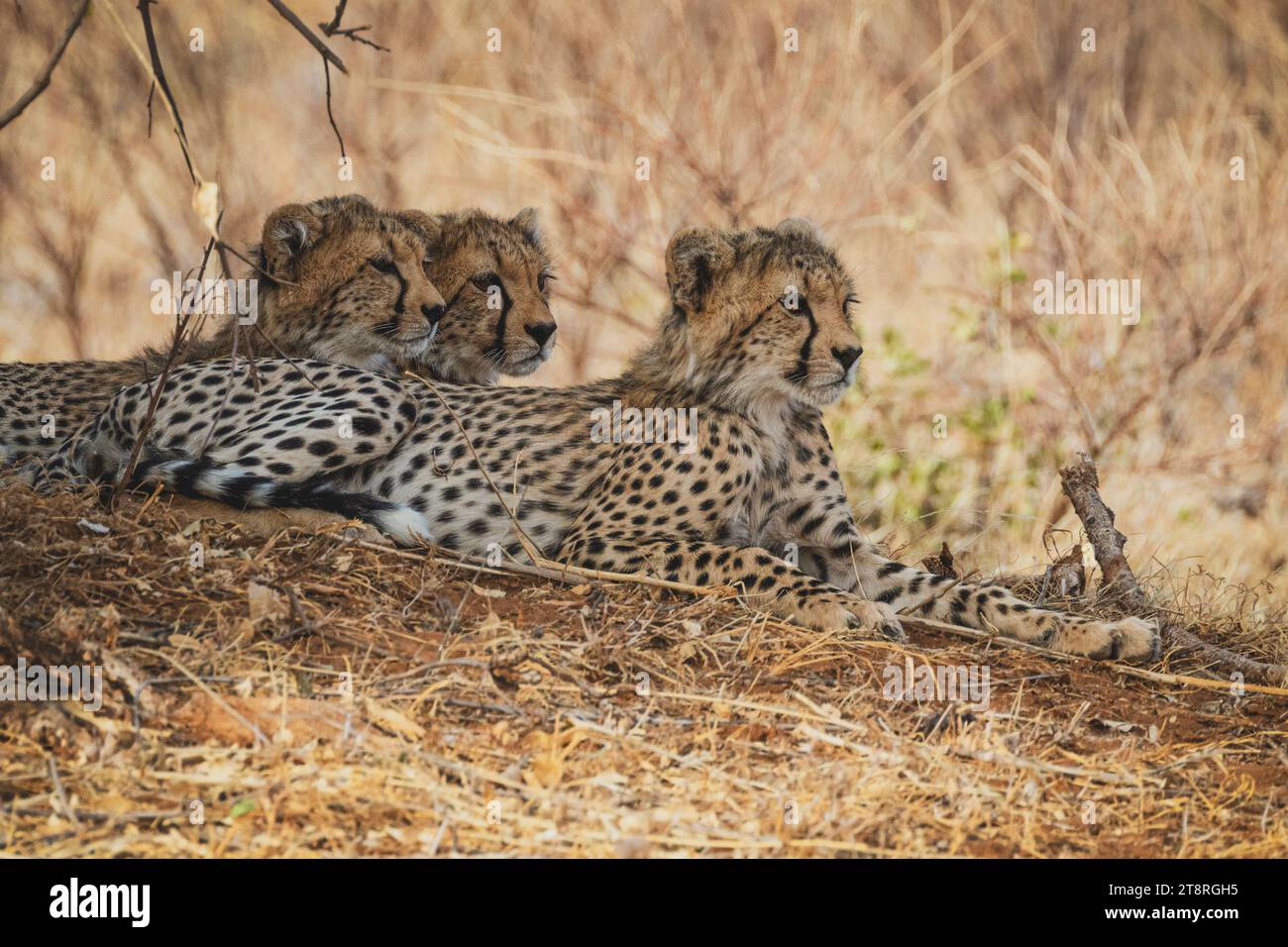 Three cheetah cubs resting under a bush tree in Samburu national ...