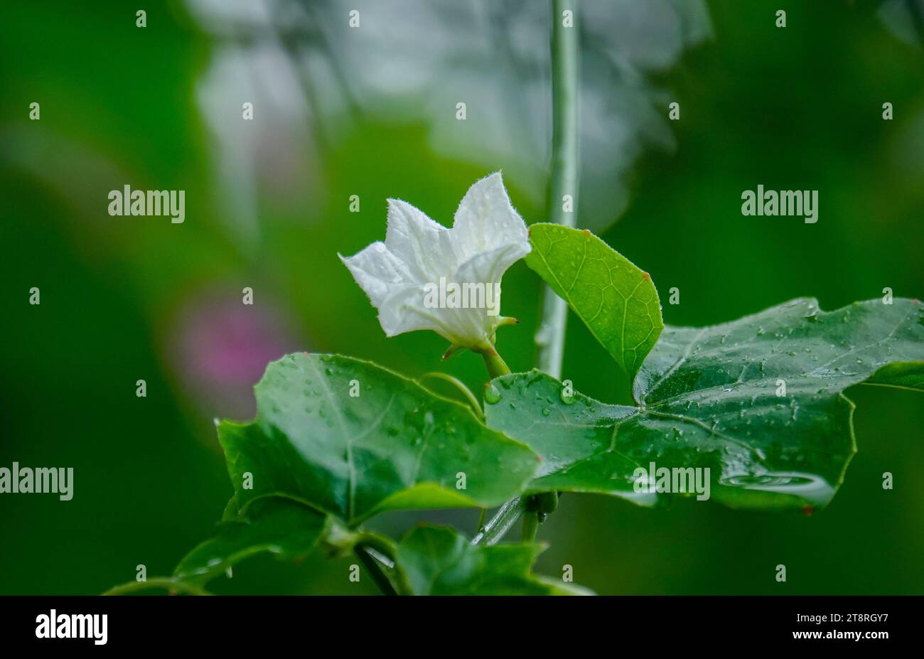 GREEN NATURE WATER LAND Stock Photo - Alamy