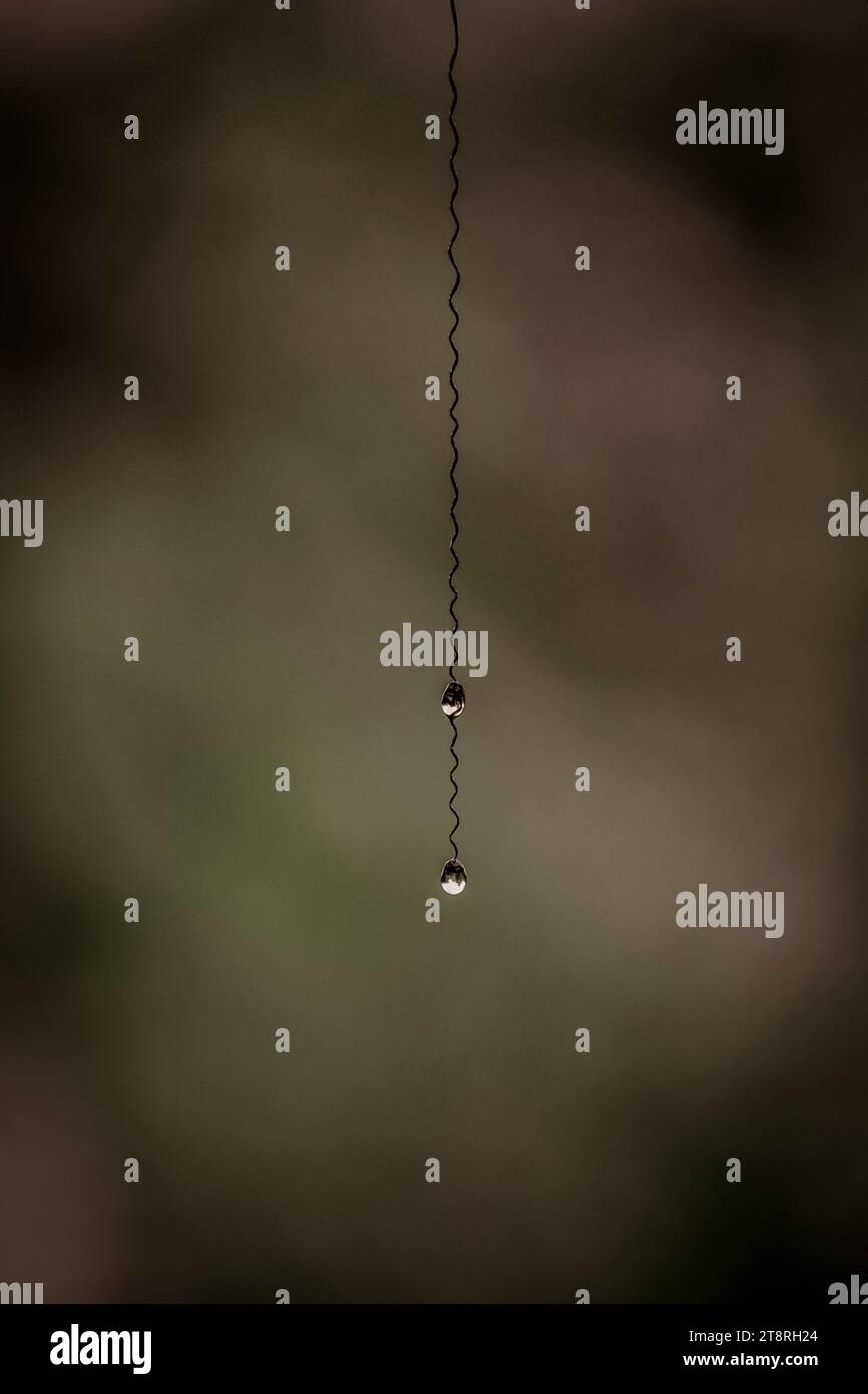 cute cat thumbi water drops wine Stock Photo - Alamy