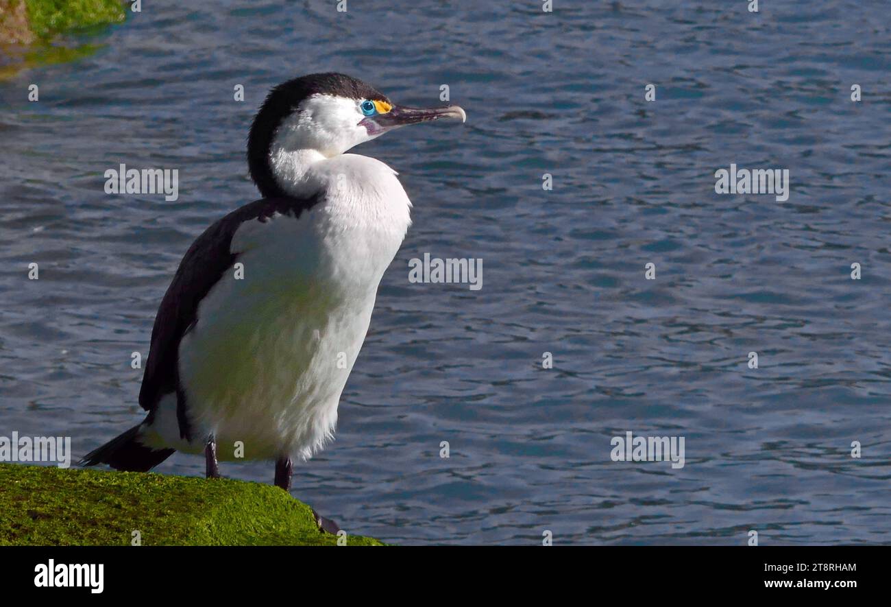Pied shag (Phalacrocorax varius), Almost as large as the black shag ...