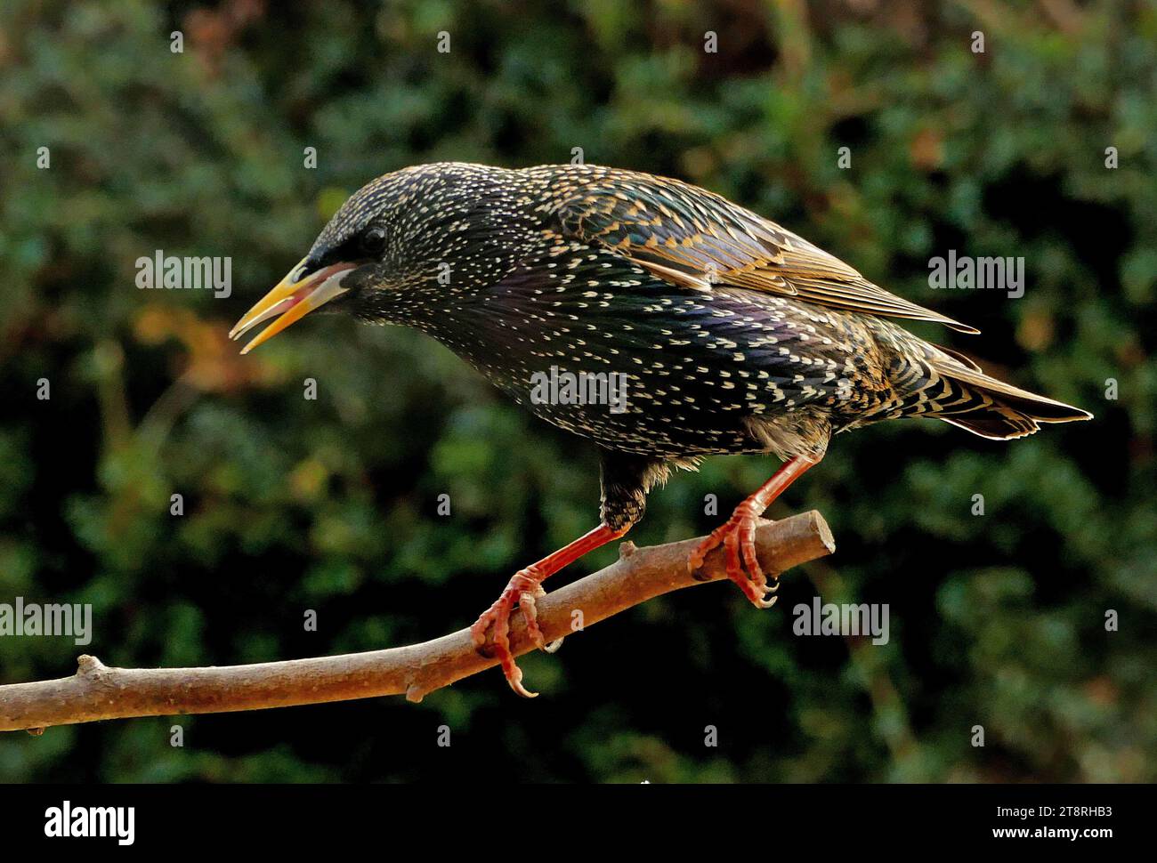 Starling (Sternus vulgaris), The Starling was introduced to New Zealand ...