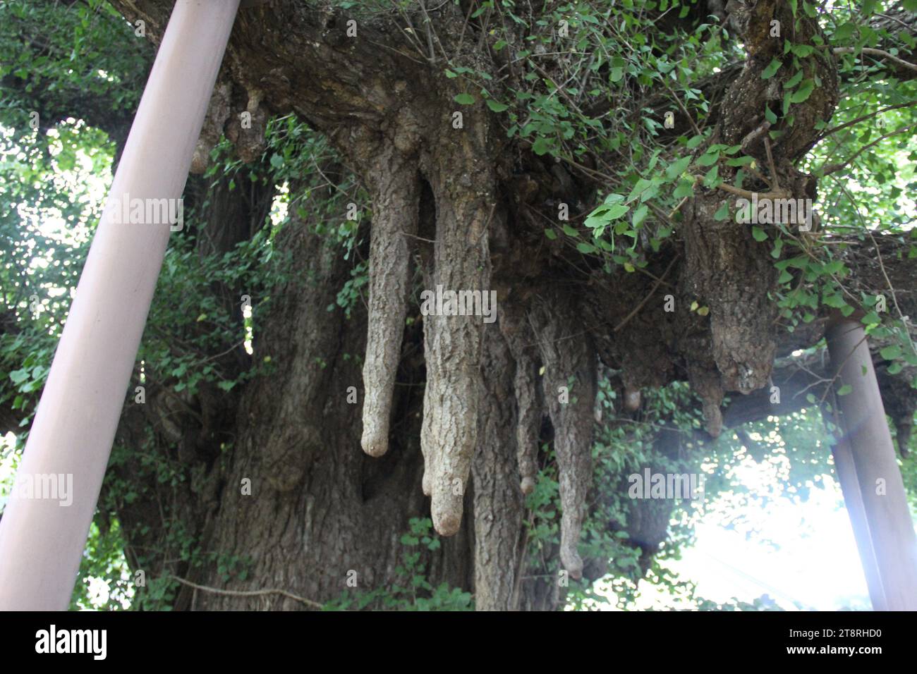 Chiba-dera Temple Ginkgo Tree, Planted 709 AD, Shingon Buzan Sect of ...
