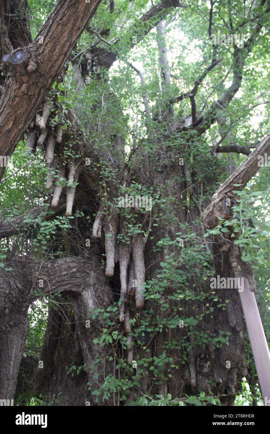 Chiba-dera Temple Ginkgo Tree, Planted 709 AD, Shingon Buzan Sect of ...