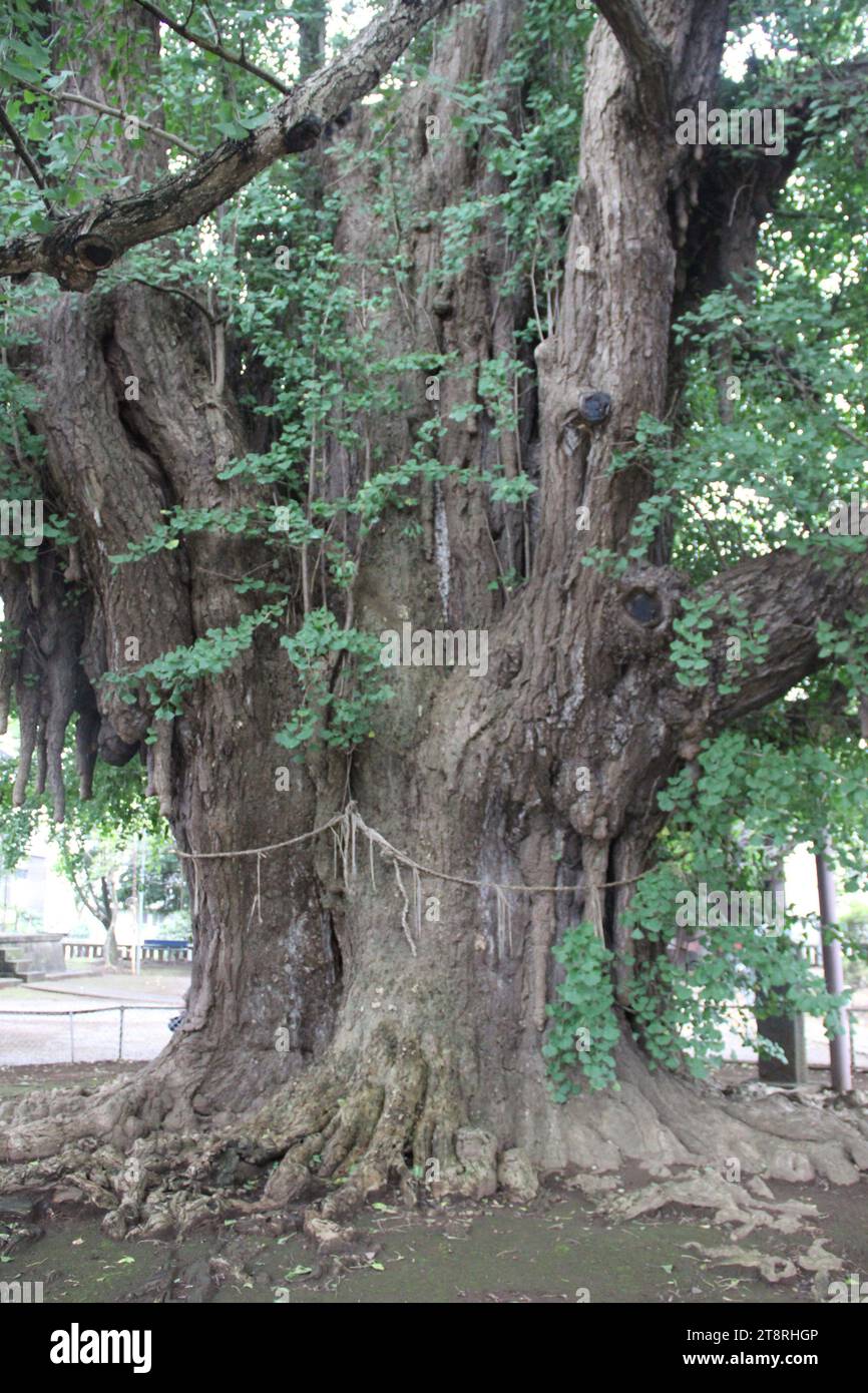 Chiba-dera Temple Ginkgo Tree, Planted 709 AD, Shingon Buzan Sect of ...
