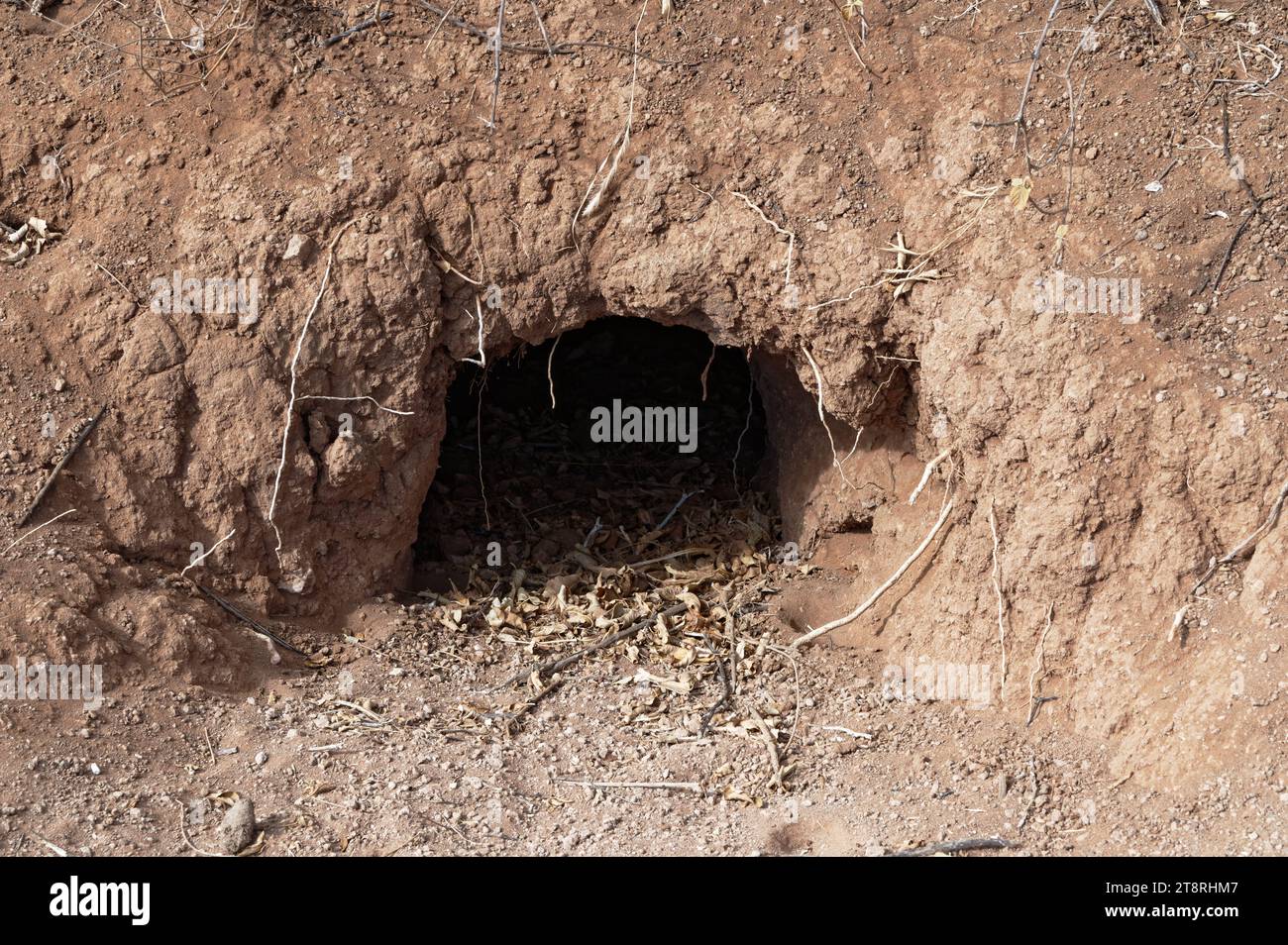 The land iguana digs a burrow from the hot Galapagos sun Stock Photo ...