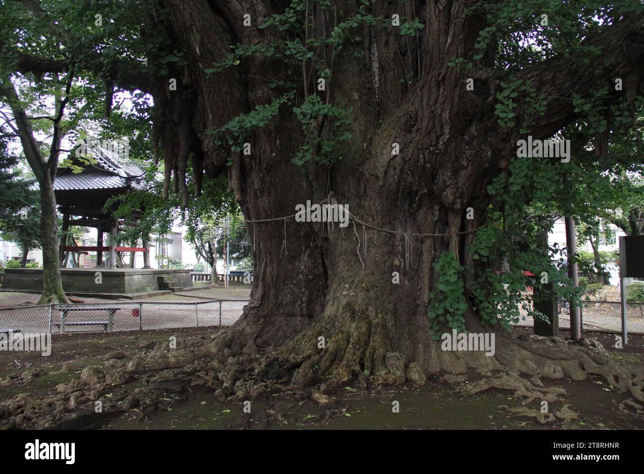 Chiba-dera Temple Ginkgo Tree, Planted 709 AD, Shingon Buzan Sect of ...